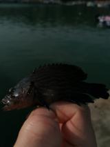 Species hunters - Welcome